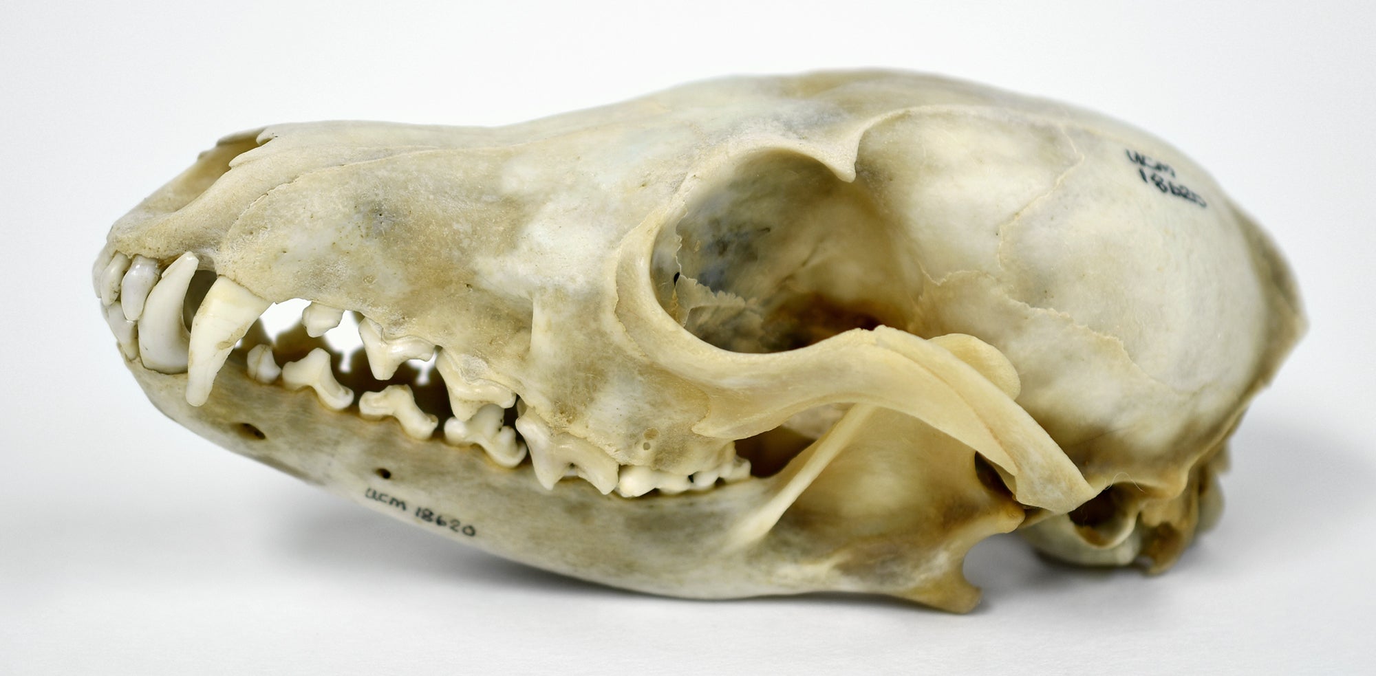 Vertebrates | Museum of Natural History | University of Colorado Boulder