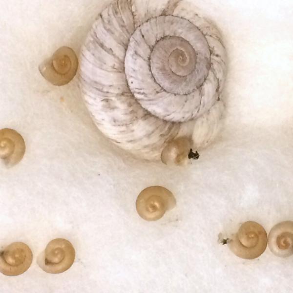 Rocky Mountain Snail | Museum of Natural History | University of ...