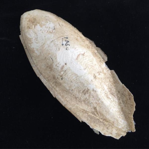 Cuttlefish | Museum of Natural History | University of Colorado Boulder