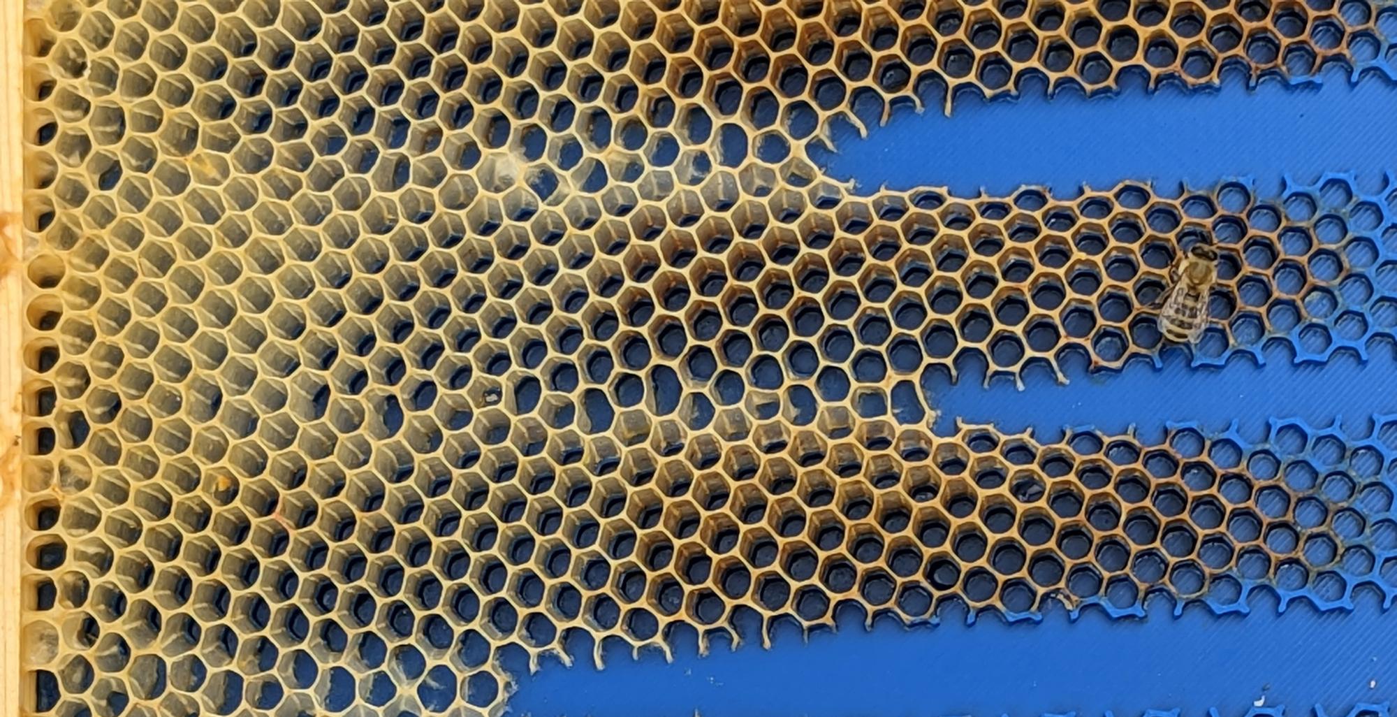Computer science PhD student leads research into secrets of honeycomb ...