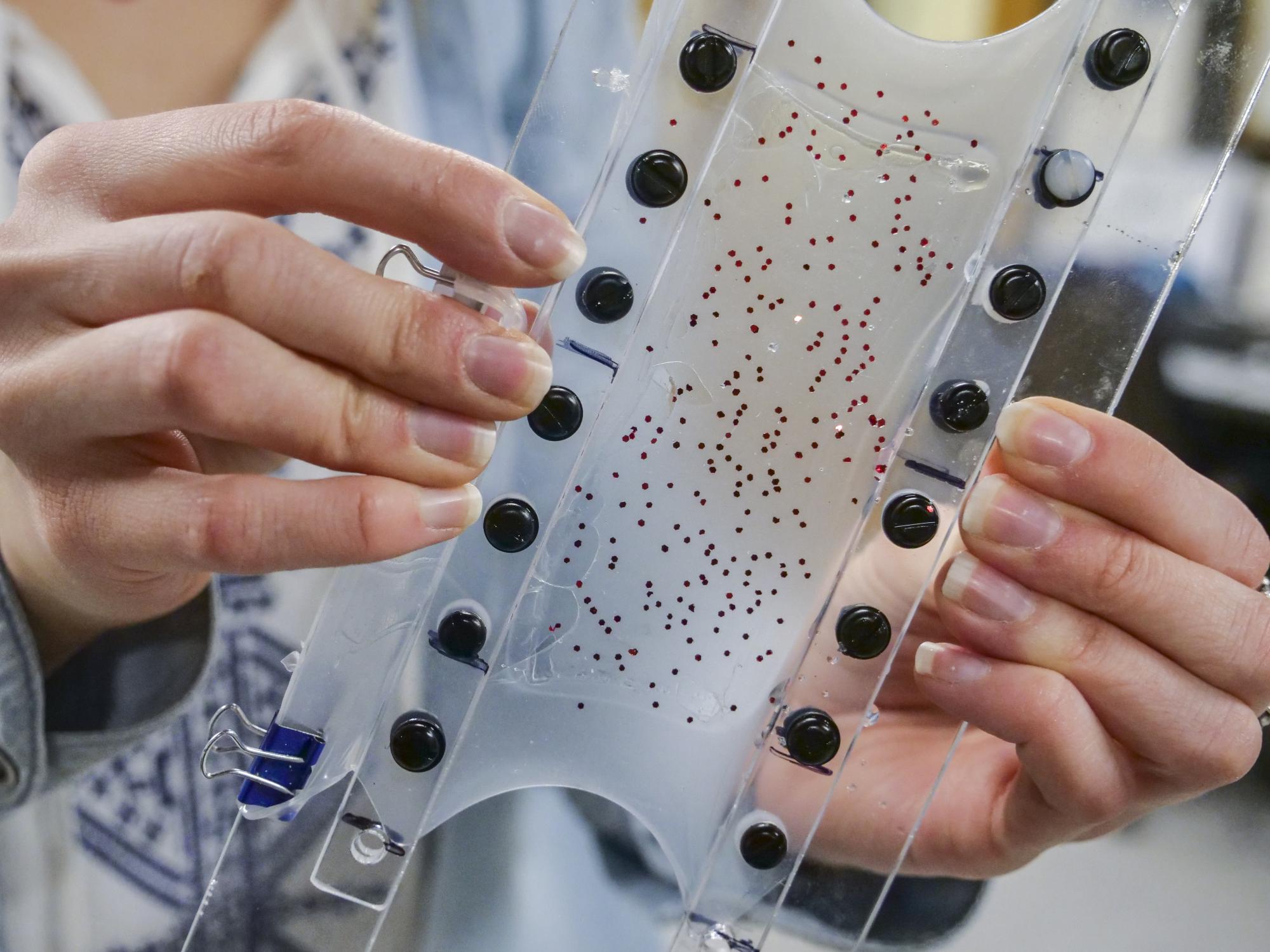 Soft Muscles That Work Hard | College of Engineering & Applied Science ...