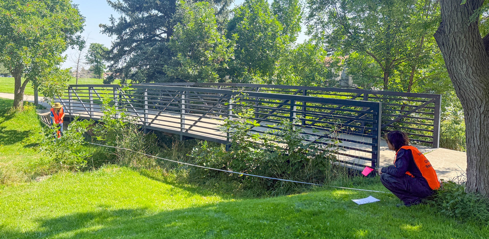 Which tree species are best at cooling down the city? | Institute of ...