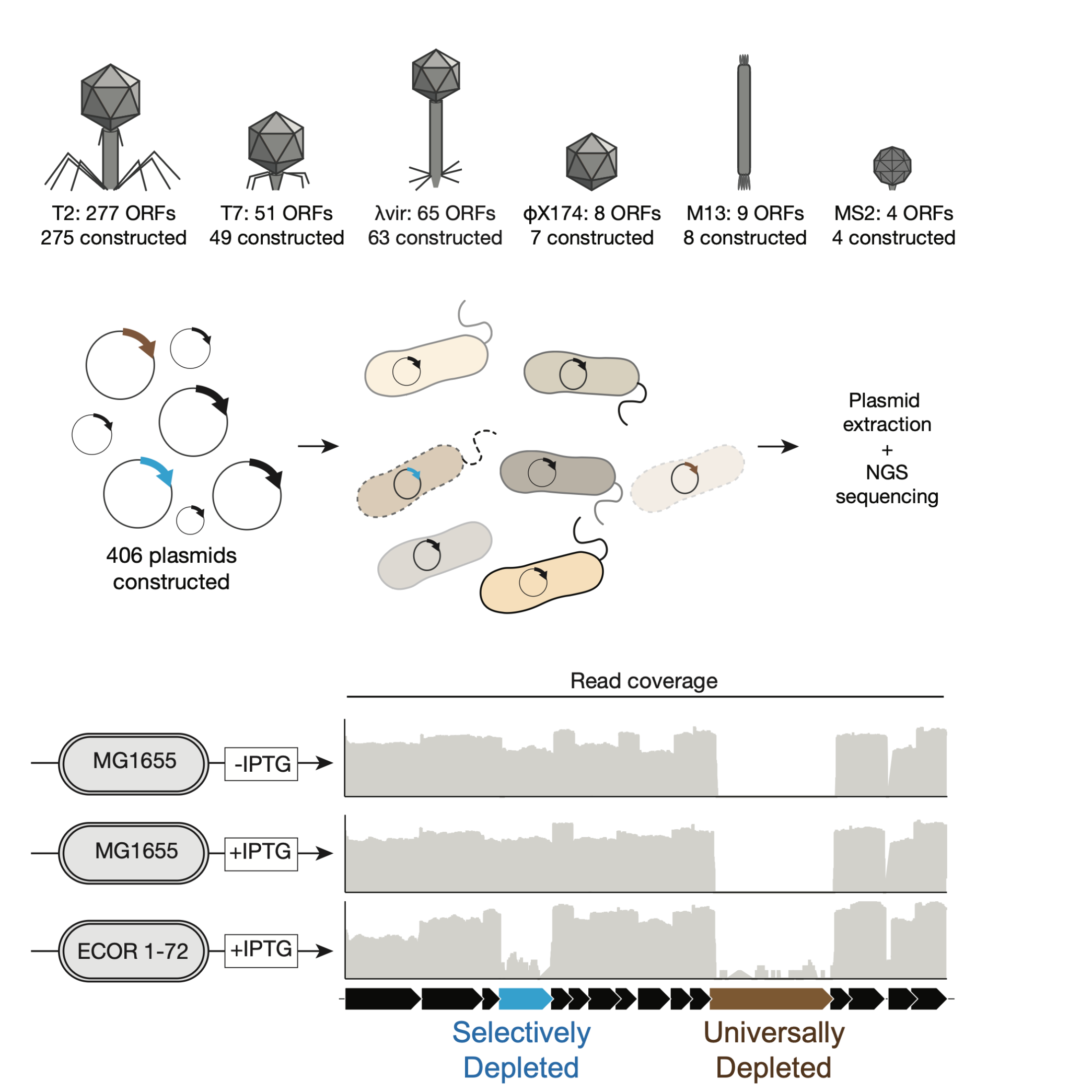 Identifying phage proteins that activate the bacterial innate immune ...
