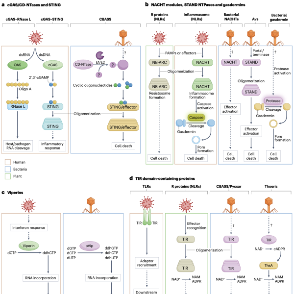 Conservation and similarity of bacterial and eukaryotic innate immunity ...