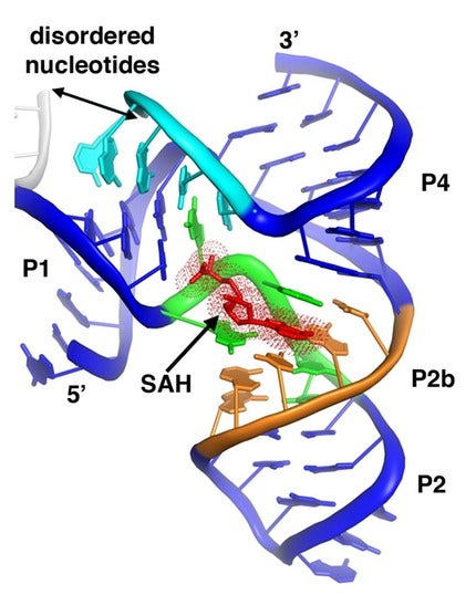 SAH | The Batey Laboratory | University of Colorado Boulder