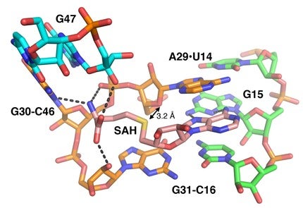 SAH | The Batey Laboratory | University of Colorado Boulder