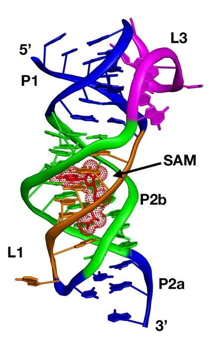 SAM-II | The Batey Laboratory | University of Colorado Boulder