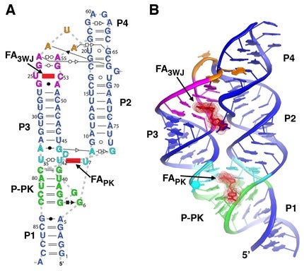 Tetrahydrofolate | The Batey Laboratory | University of Colorado Boulder