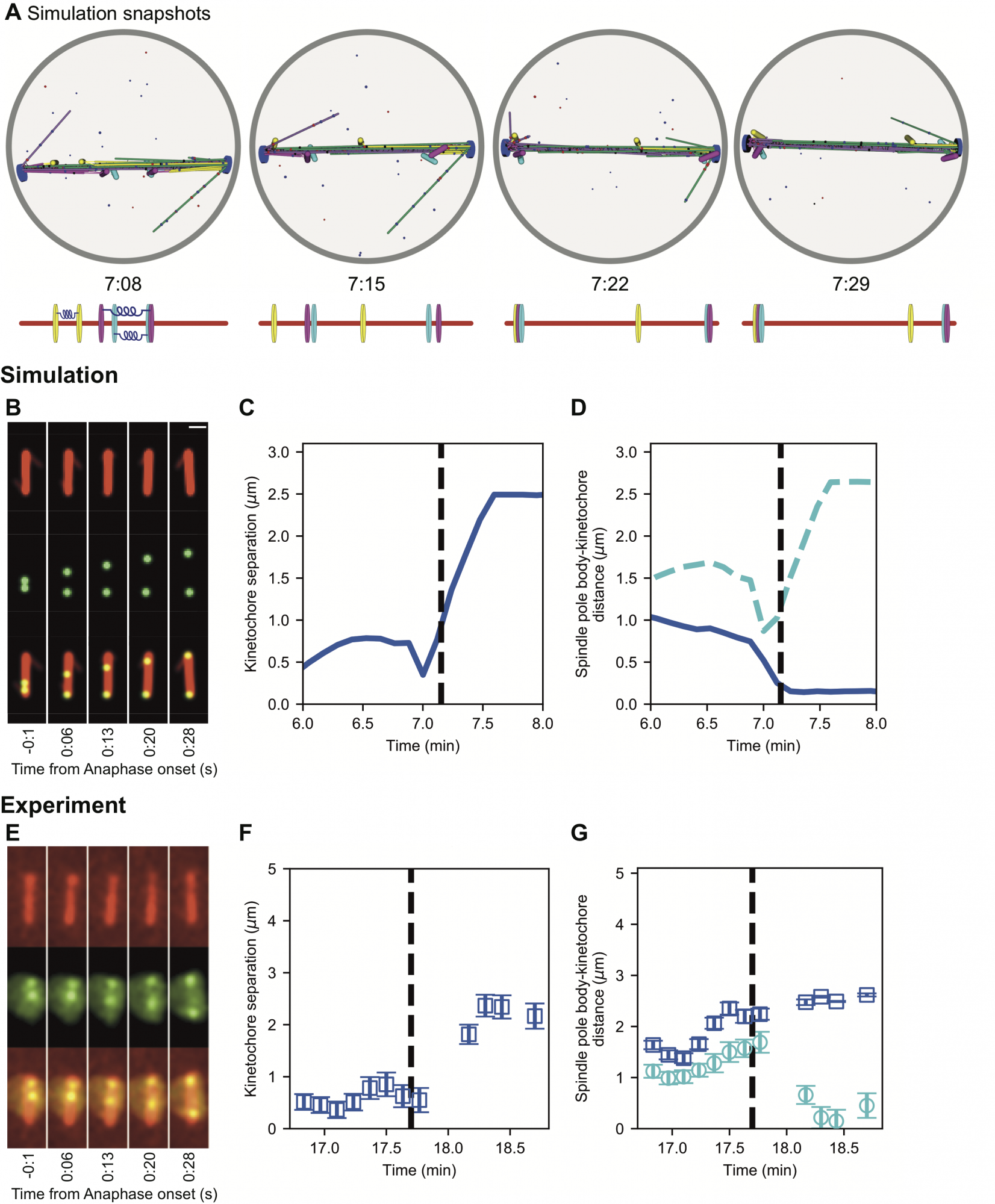 Mechanisms of chromosome biorientation and bipolar spindle assembly ...