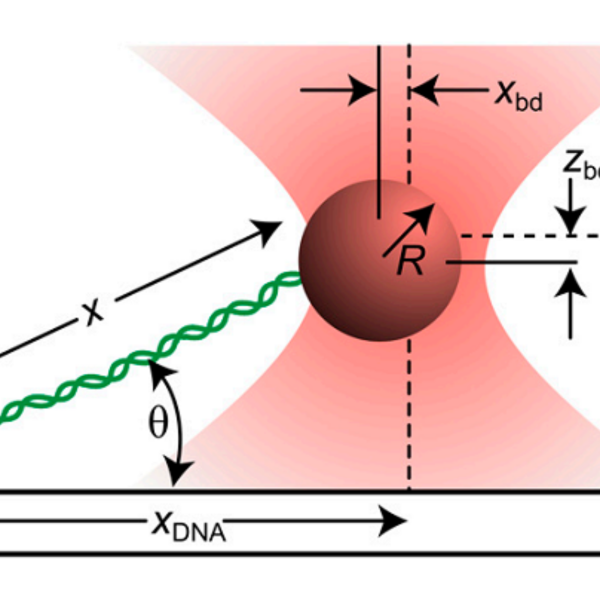 Elasticity of short DNA molecules: theory and experiment for contour ...
