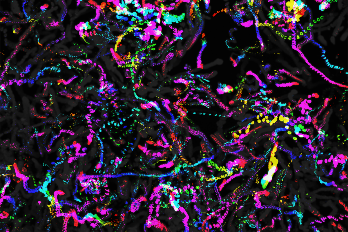 Home | The Palmer Lab at University of Colorado Boulder | University of Colorado Boulder