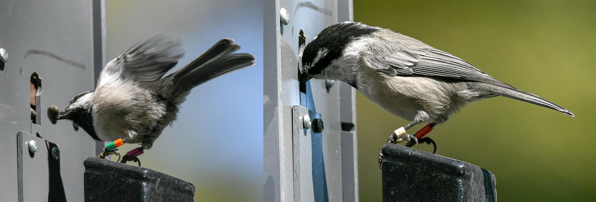 Genetic basis of spatial cognition in mountain chickadees | The Taylor ...
