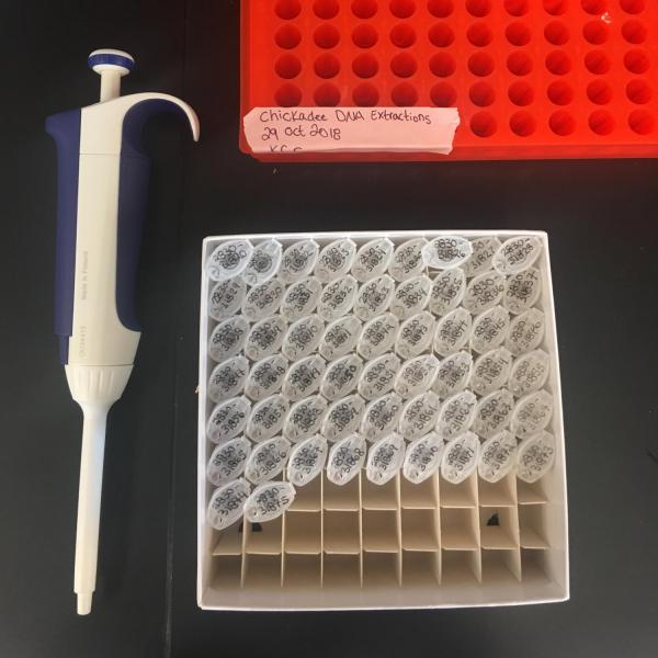 DNA Is All Extracted! | The Taylor Lab | University of Colorado Boulder