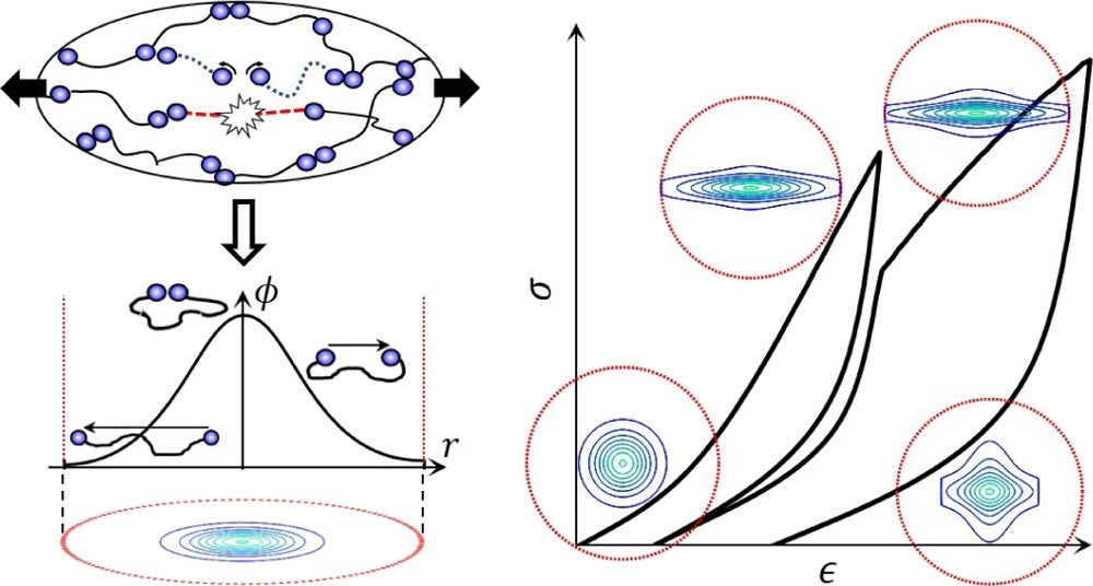 Rate-Dependent Damage Mechanics of Polymer Networks with Reversible ...