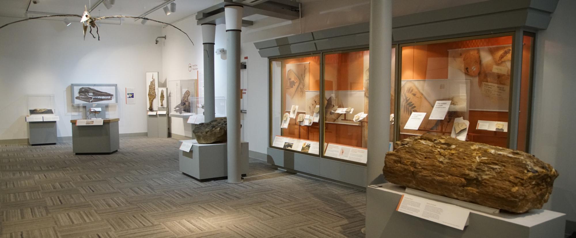 Permanent director named to lead the University of Colorado Museum of ...