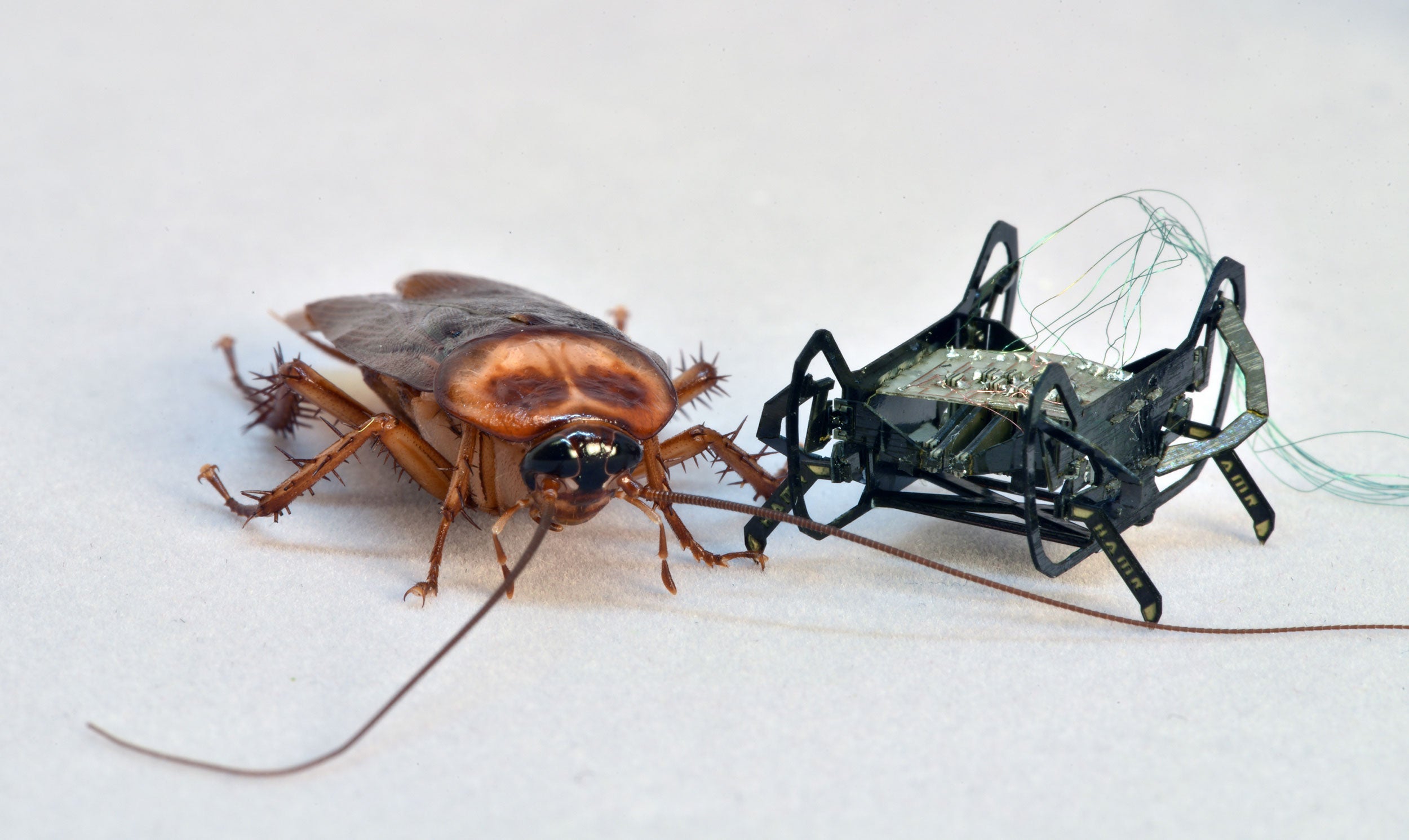 Cockroach-inspired robot among smallest, fastest ever | University of ...