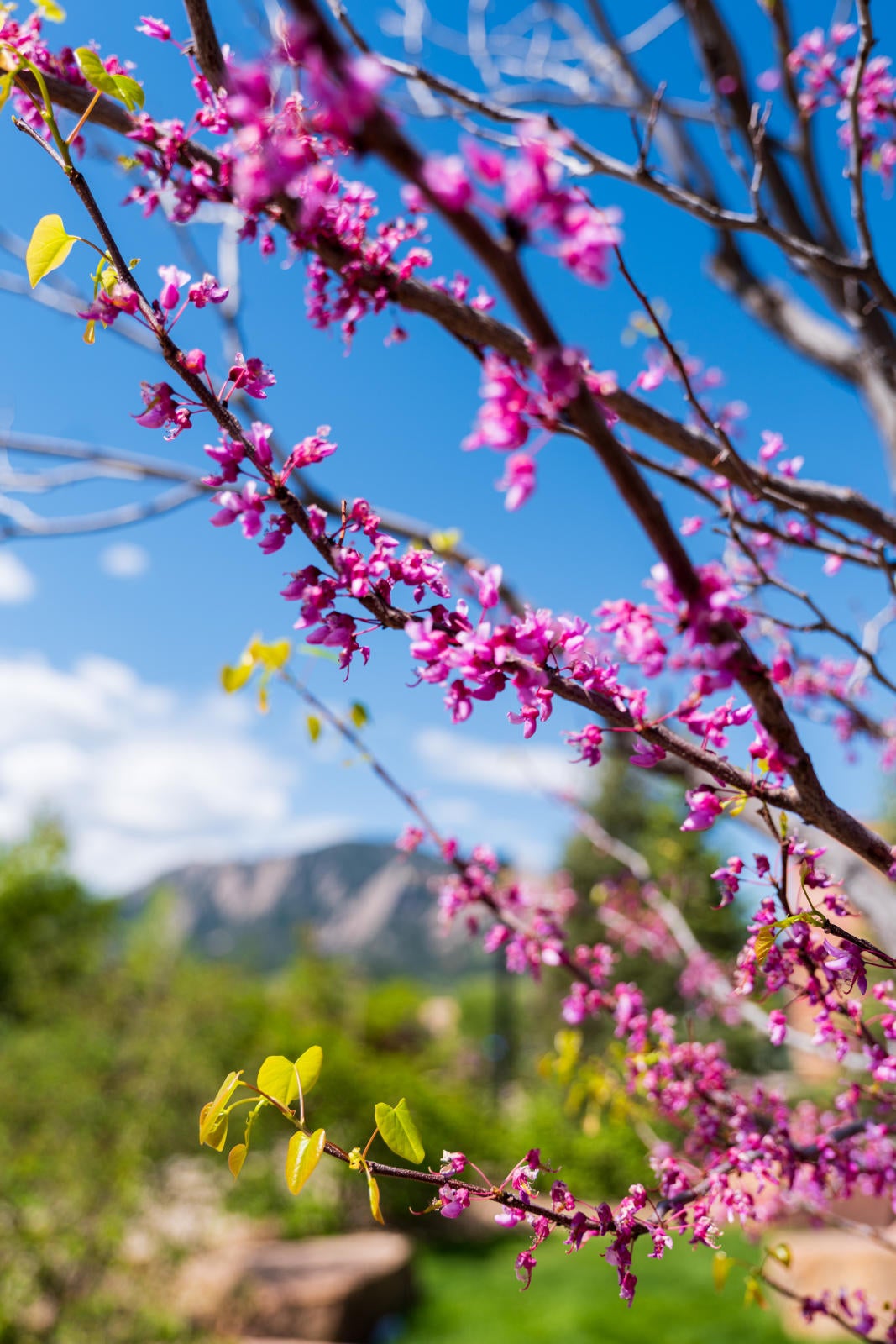 Employee Health & Well-Being Spring Updates | Staff Council ...