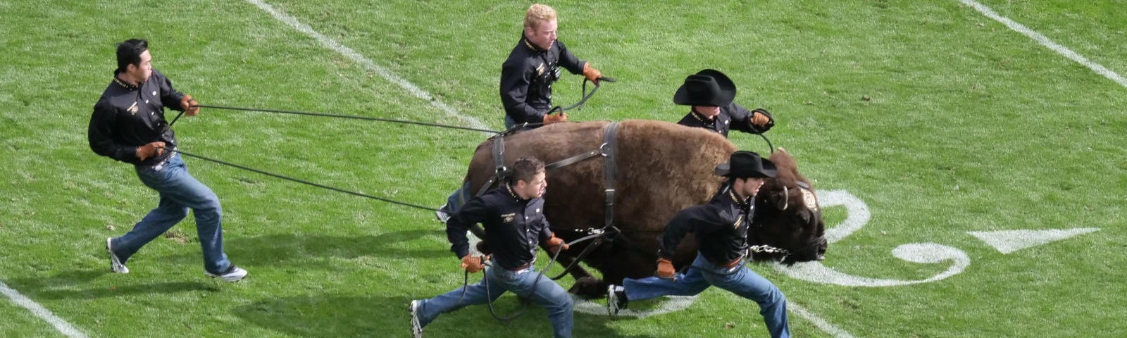 Ralphie Running | The Herd | University of Colorado Boulder