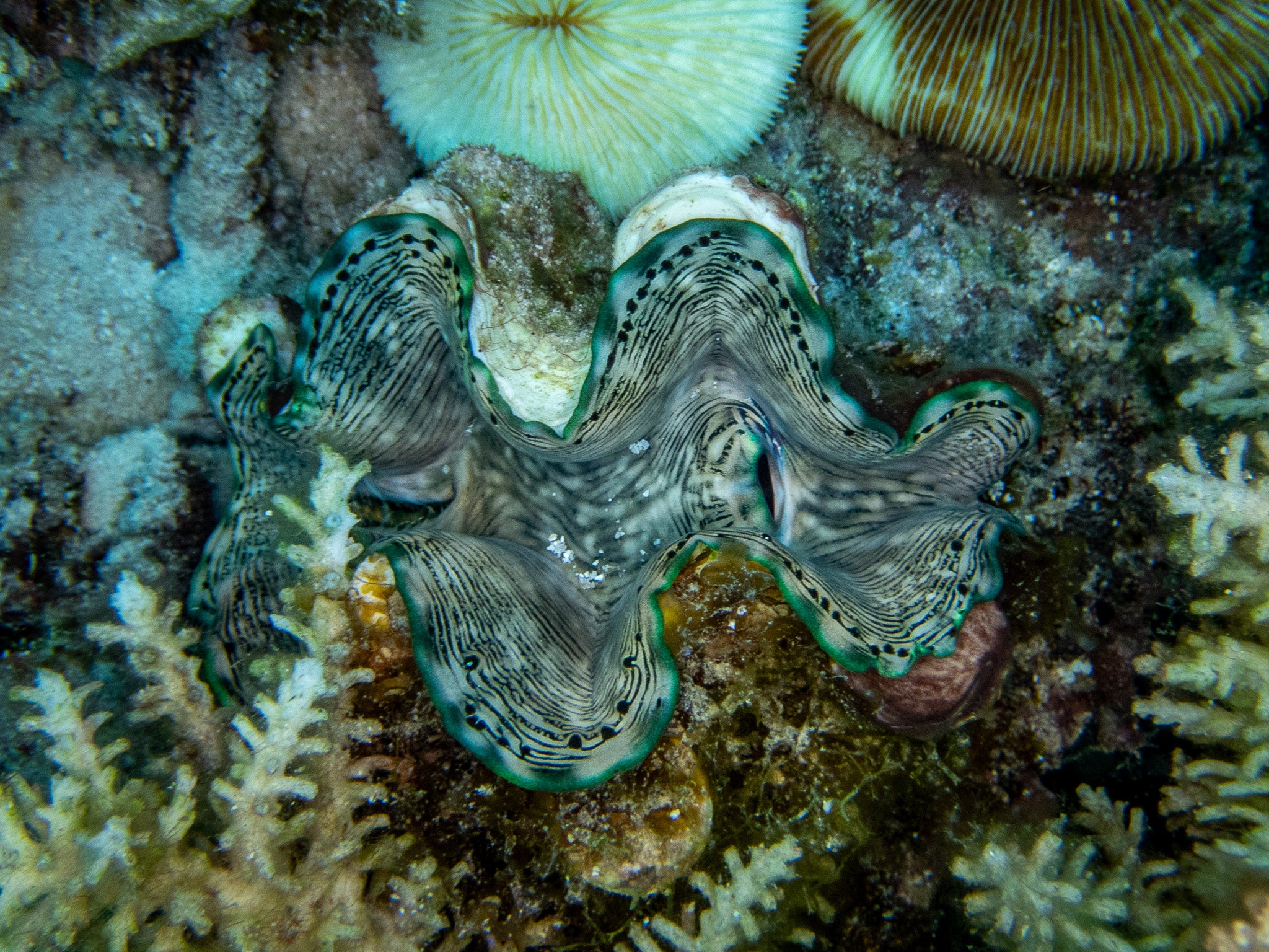 How tiny algae shaped the evolution of giant clams | CU Boulder Today ...