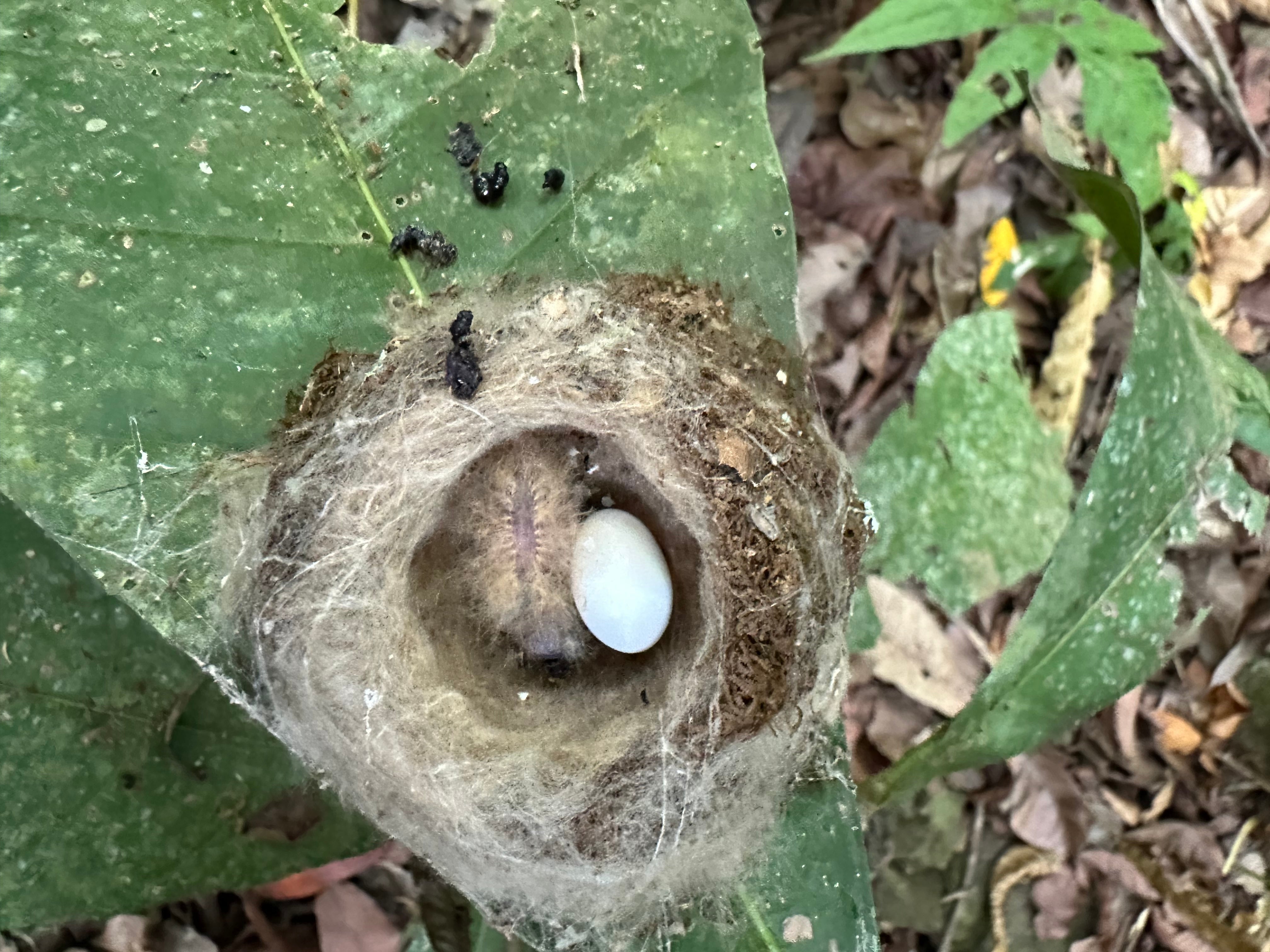 Small bird, big trick: How a hummingbird chick acts like a caterpillar ...