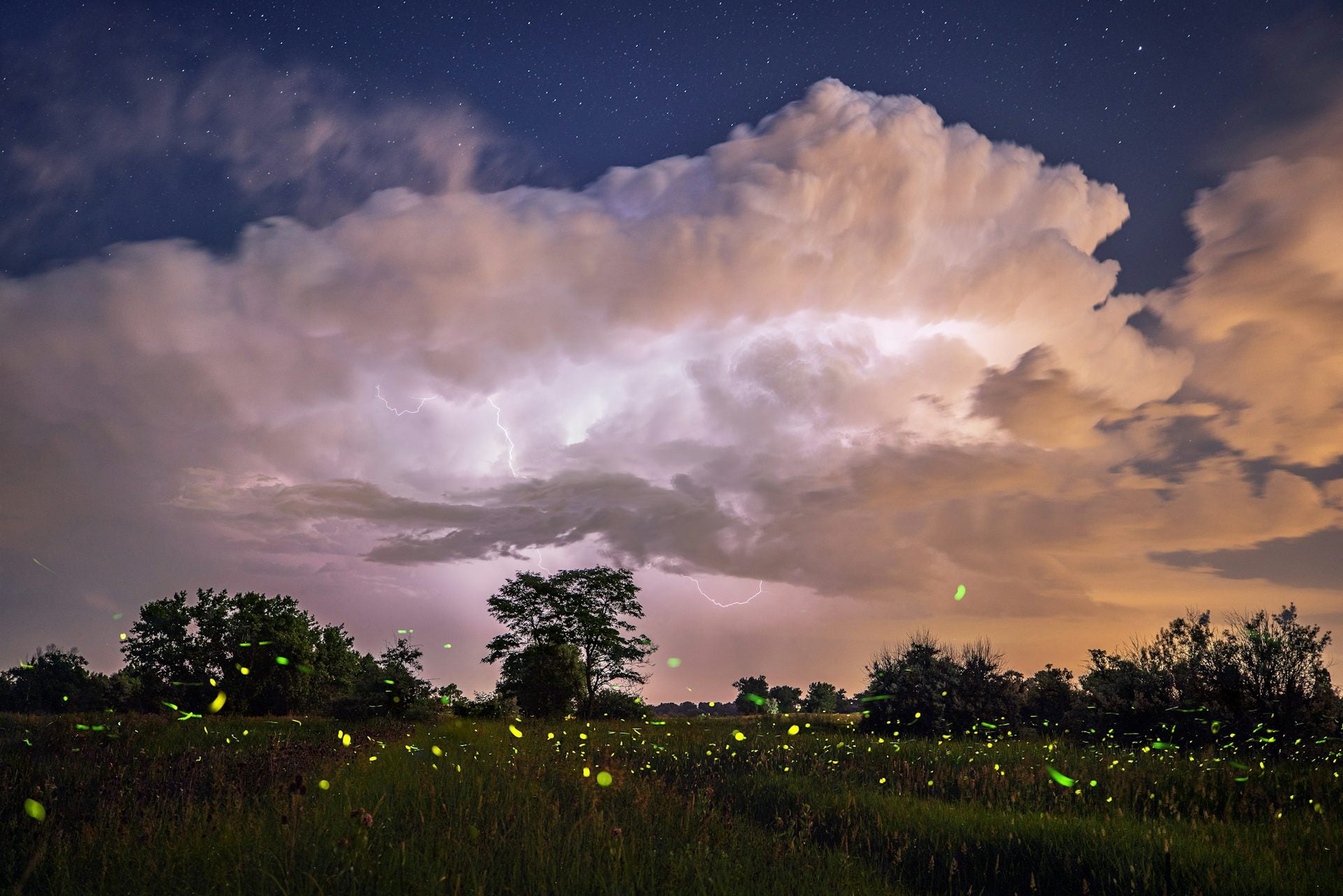 Fleeting fireflies illuminate Colorado summer nights—and researchers ...