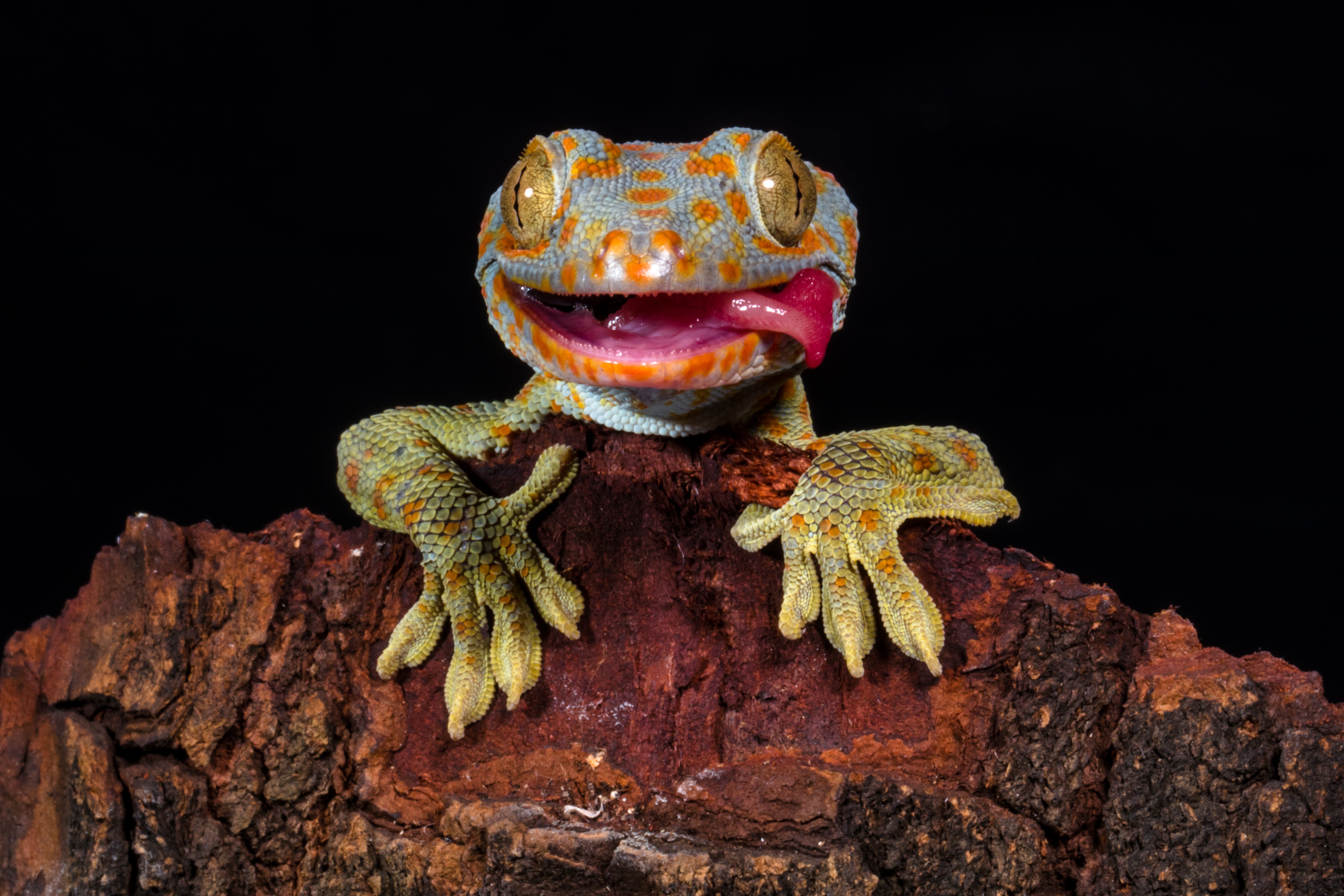 New cancer therapy clings to tumors, with inspiration from gecko toes ...