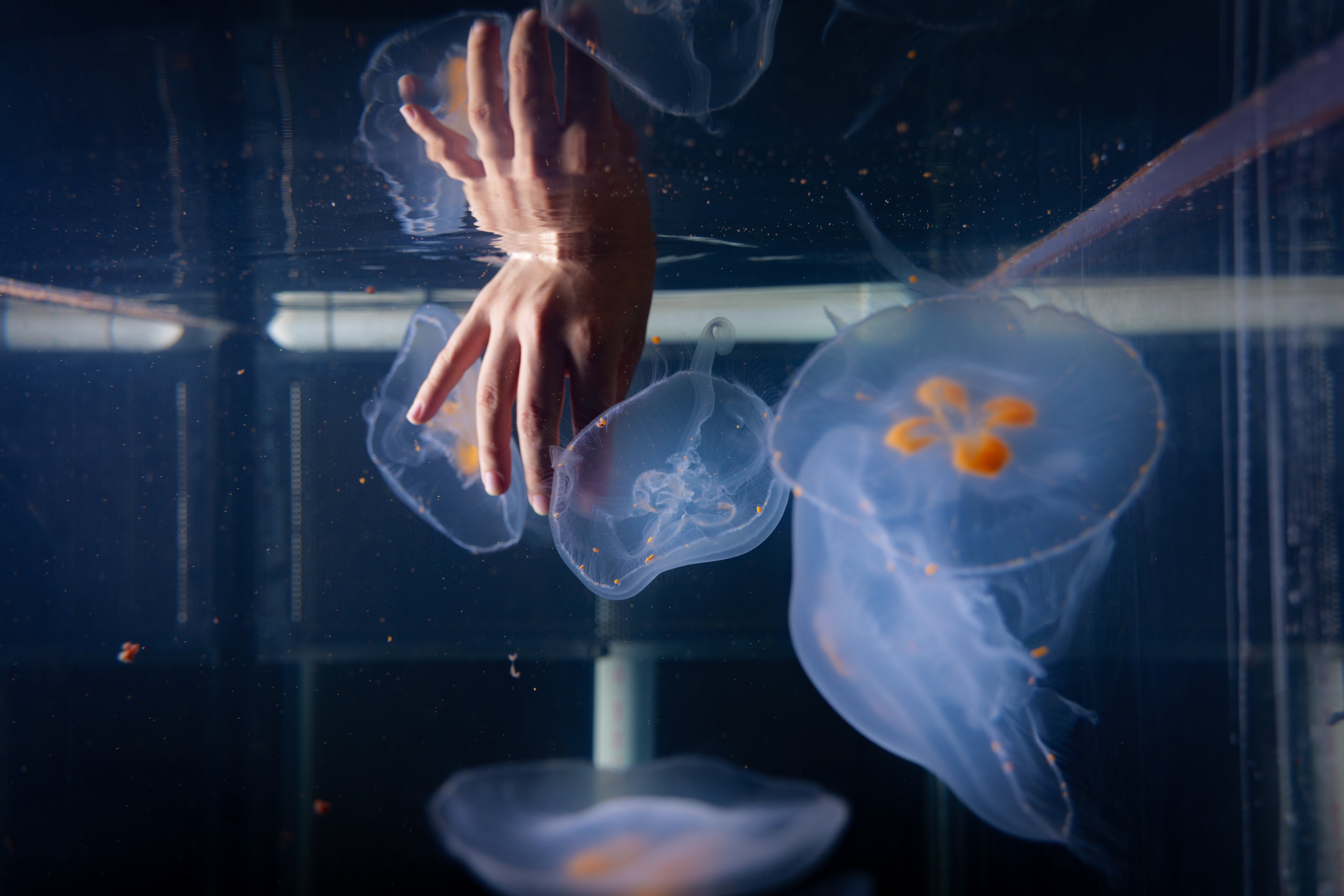 ‘Cyborg jellyfish’ could aid in deep-sea research, inspire next-gen ...
