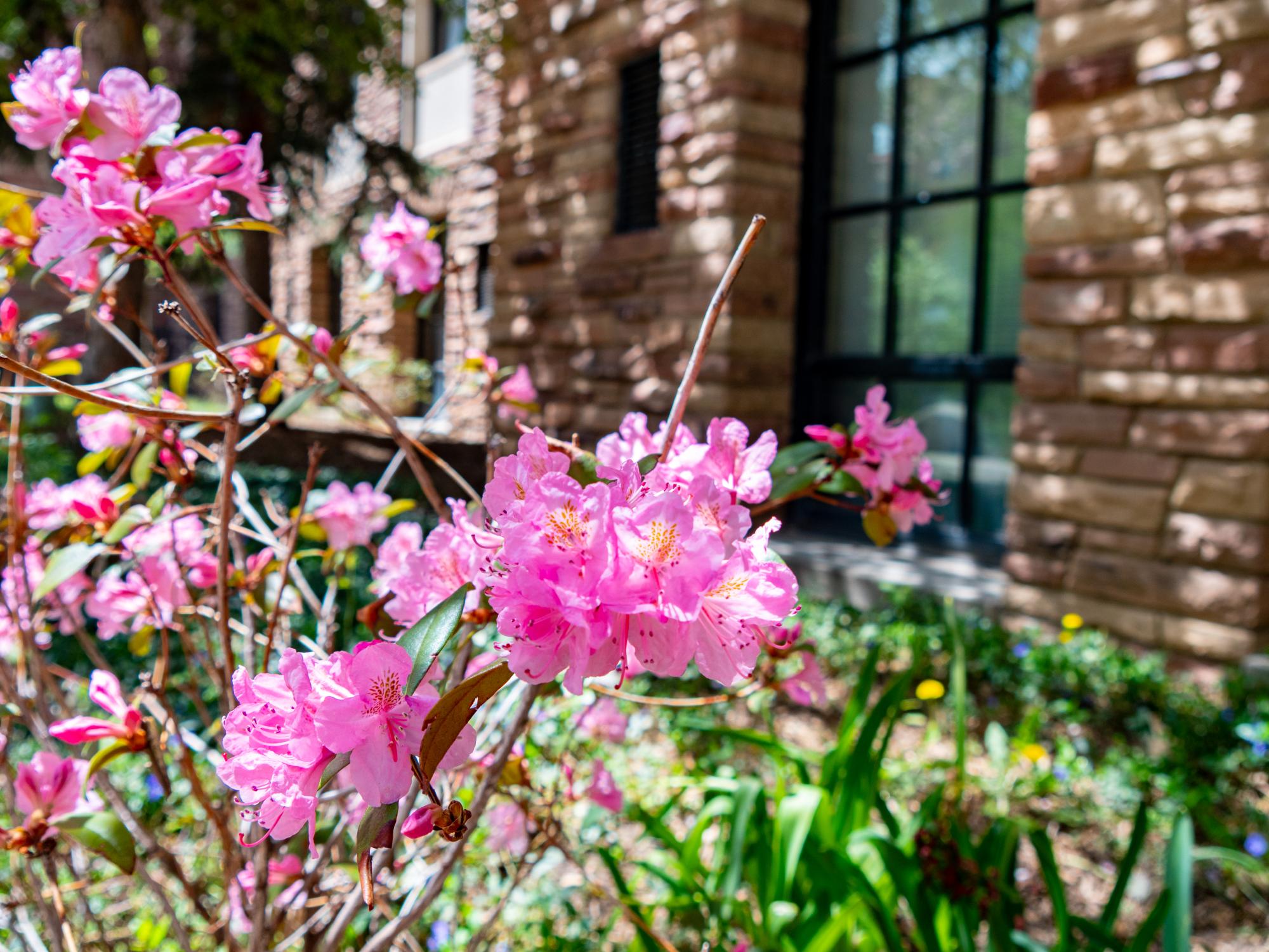 ACUMent applications now open | CU Boulder Today | University of ...