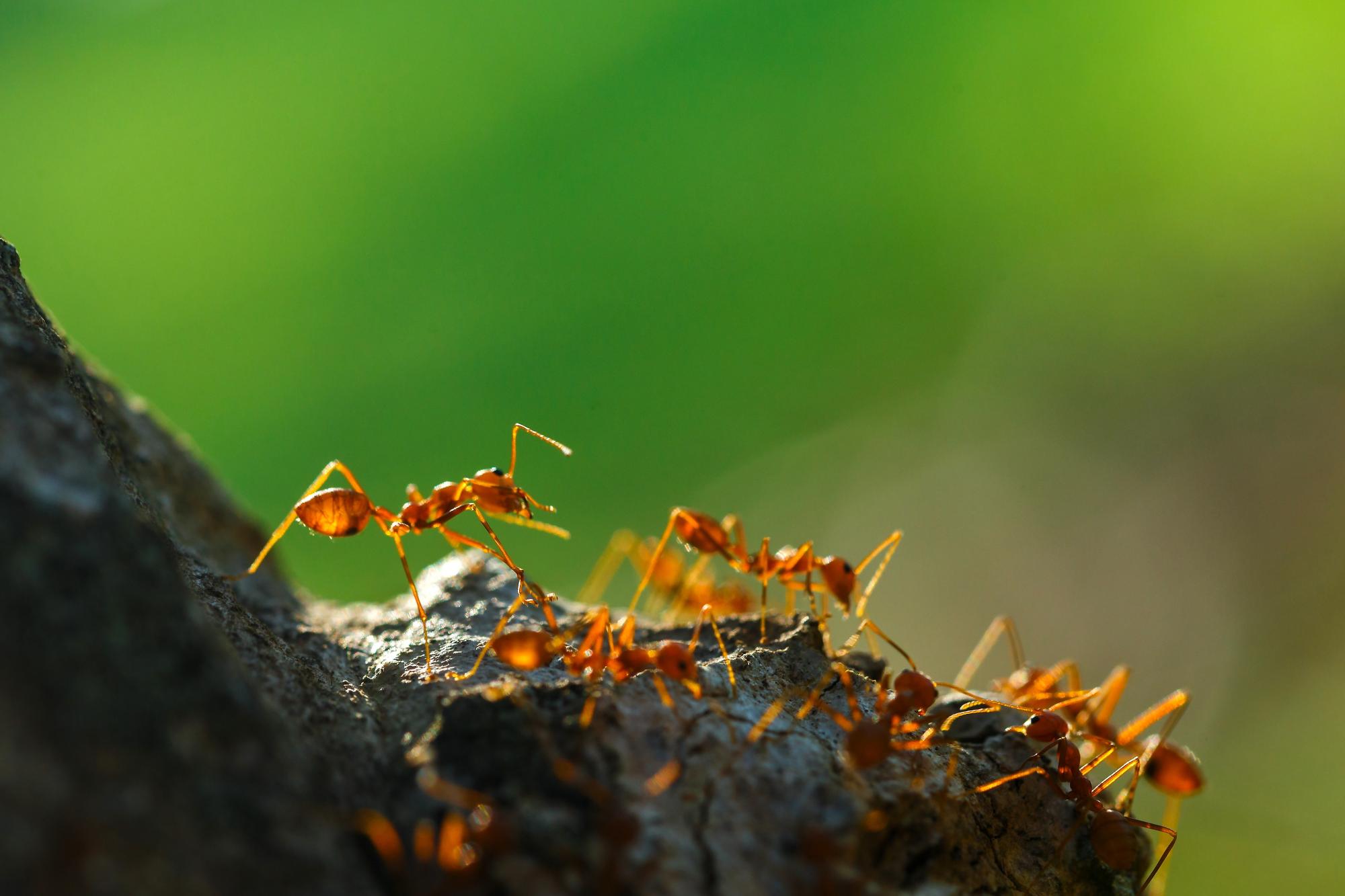 Following fire ants on the march | CU Boulder Today | University of ...