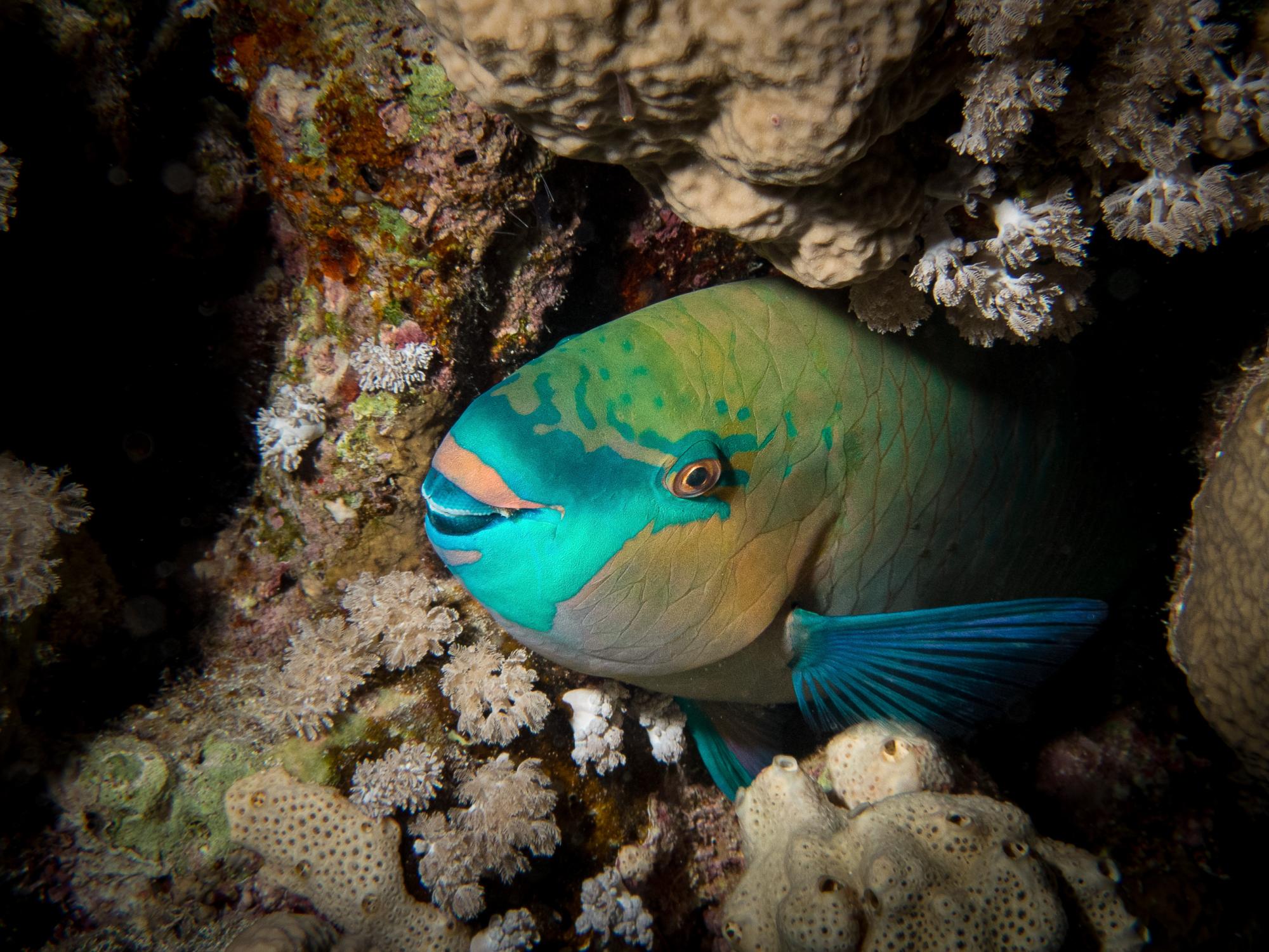 Guardians of the reef: How parrotfish promote coral health | CU Boulder ...