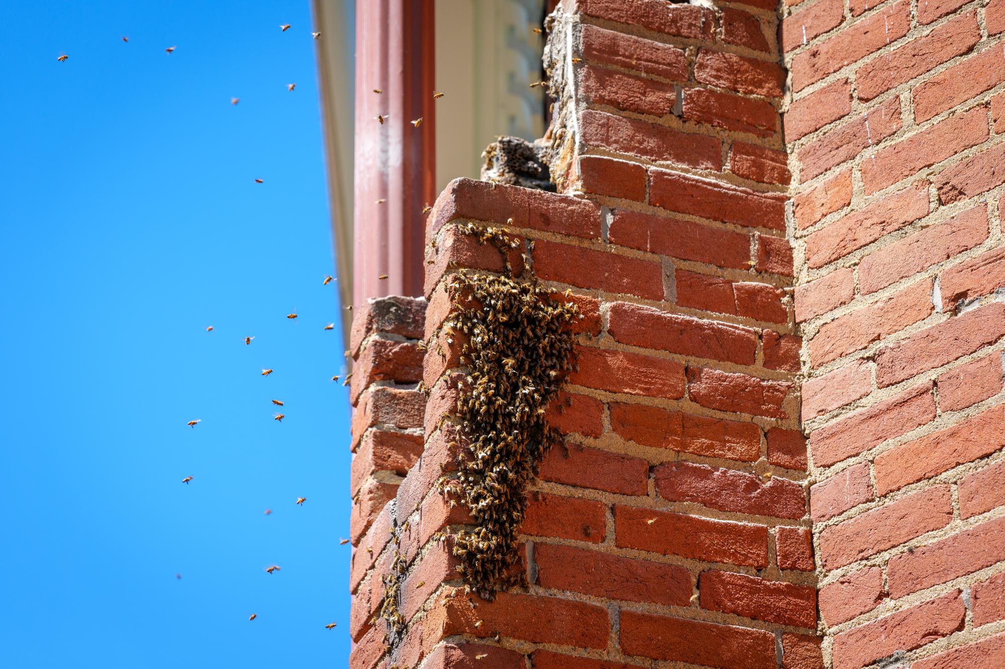 Old Main bee hives said to have been 80 years old | CU Boulder Today ...