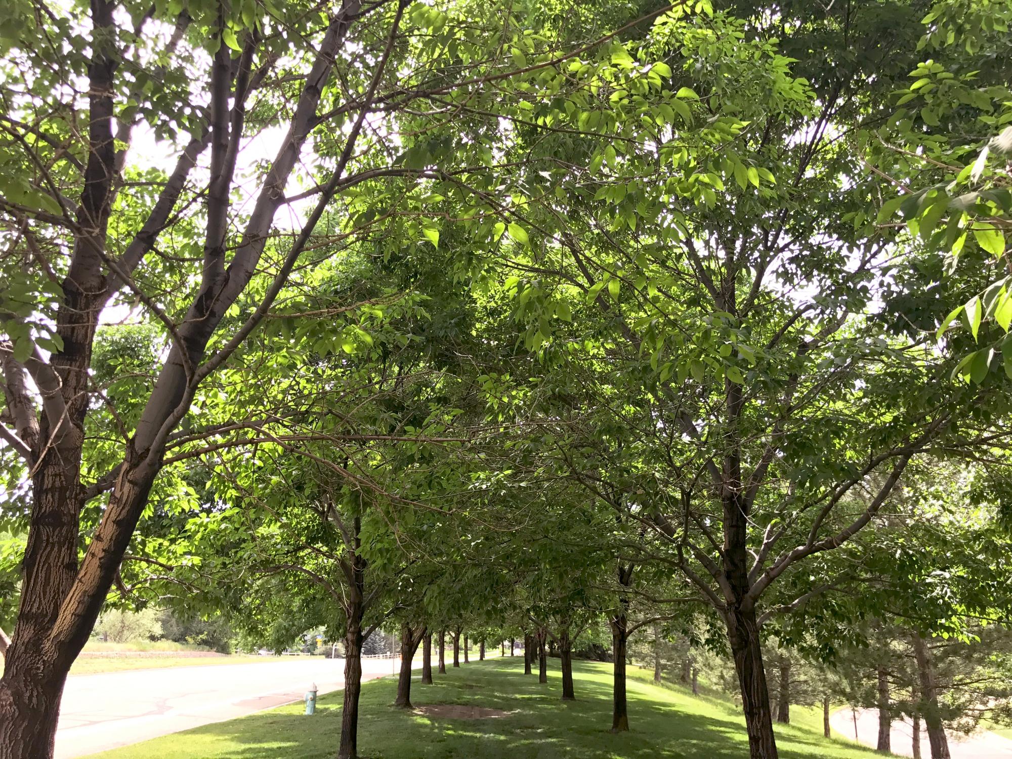 Emerald ash borer, European elm scale treatments to begin this month ...