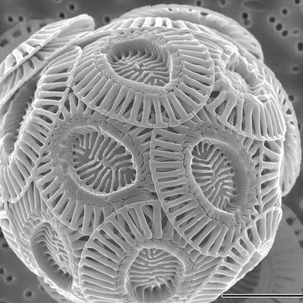 Shell-shocked: Ocean acidification likely hampers tiny shell builders ...