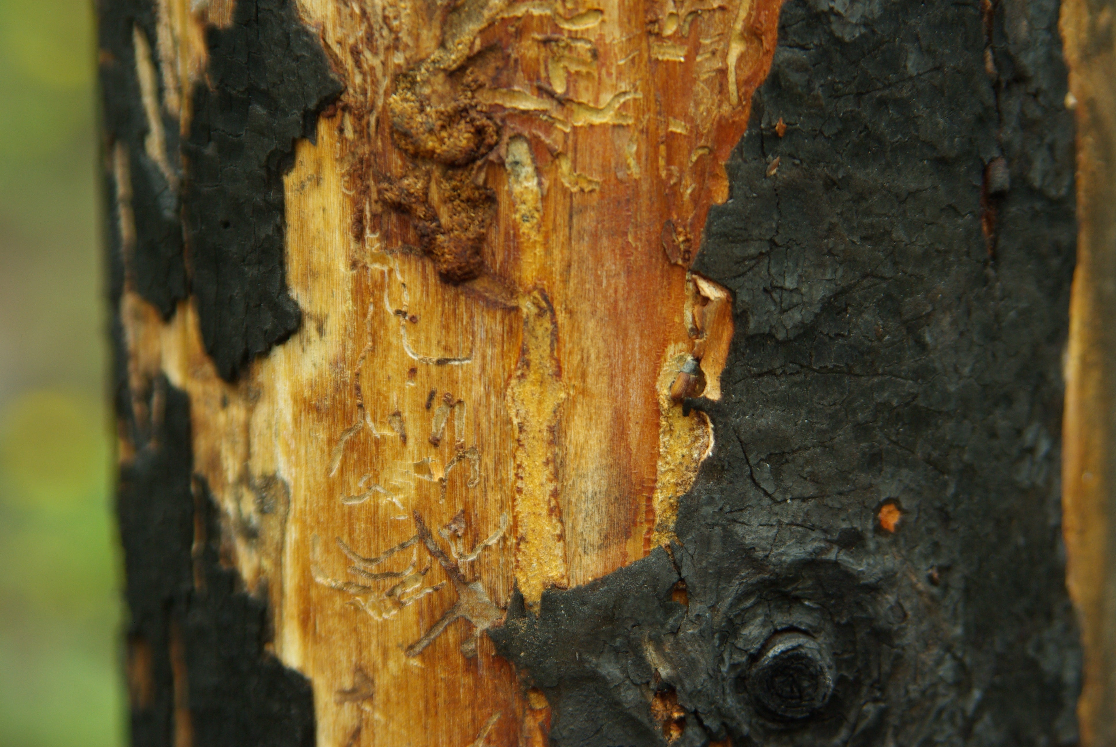 Fire severity in southwestern Colorado unaffected by spruce beetle ...