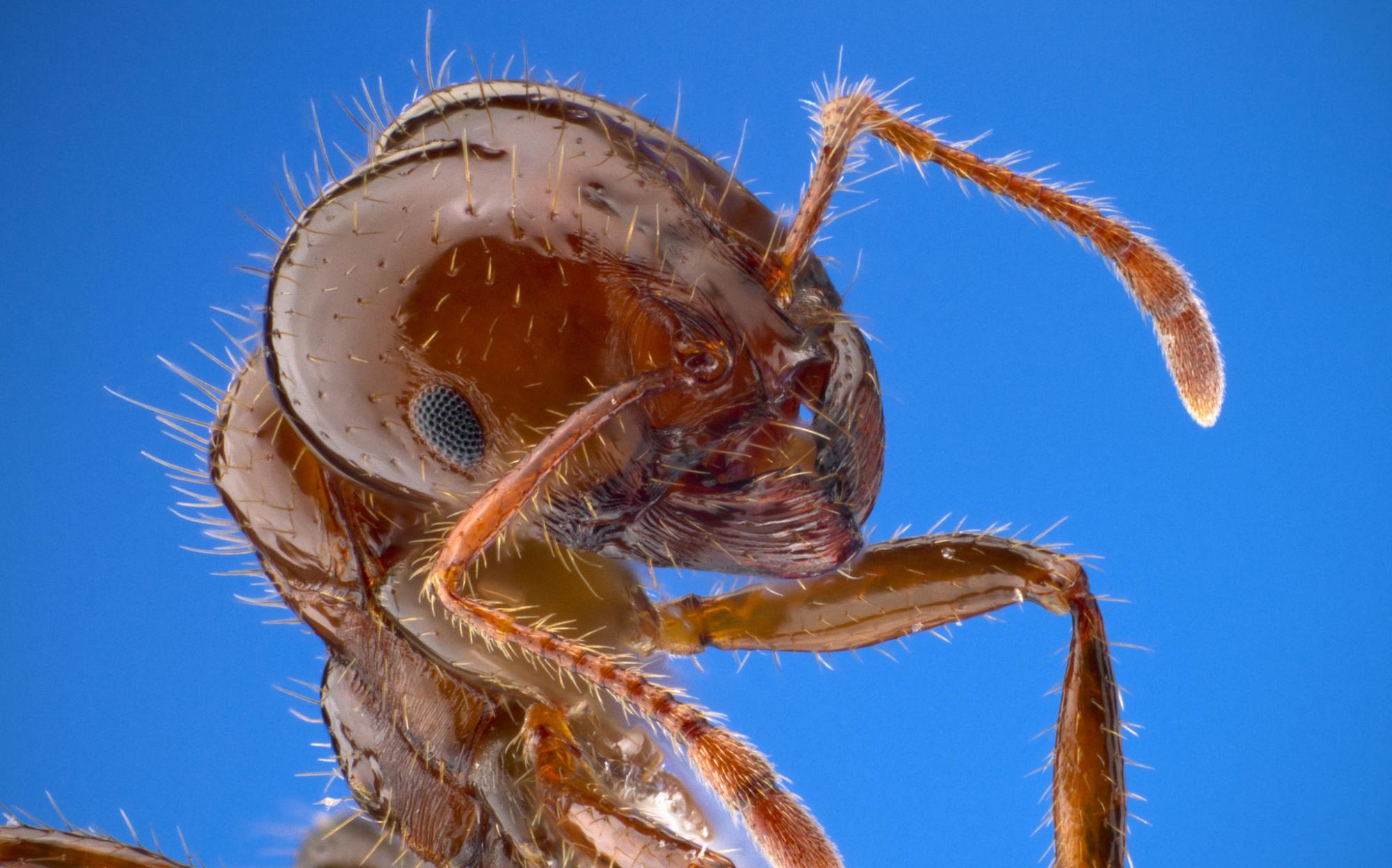 Fire ant colonies could inspire molecular machines, swarming robots ...