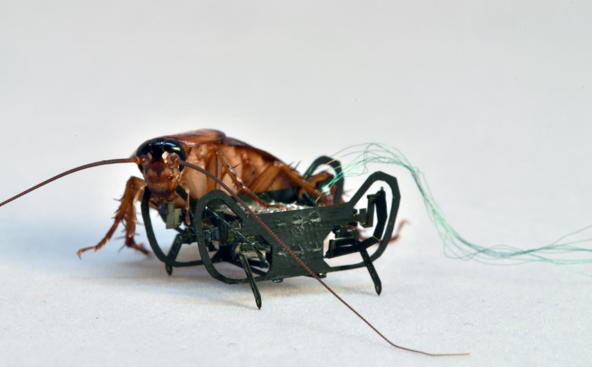 Cockroach-inspired robot among smallest, fastest ever | CU Boulder ...