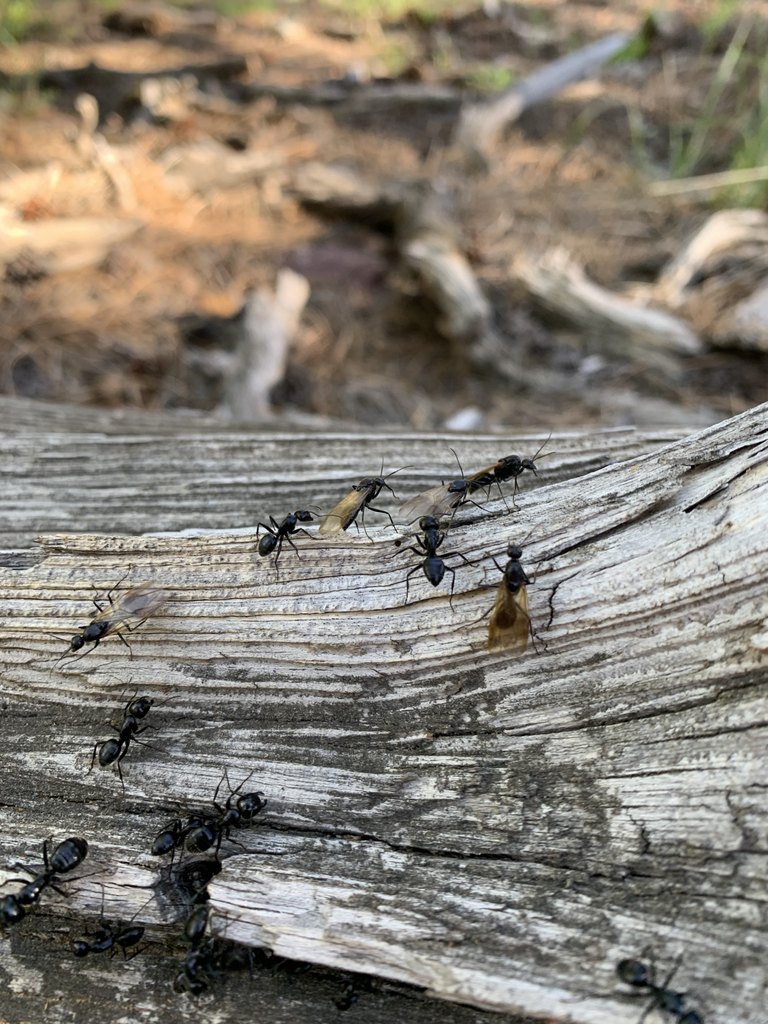 Ants in Colorado are on the move due to climate change | CU Boulder ...