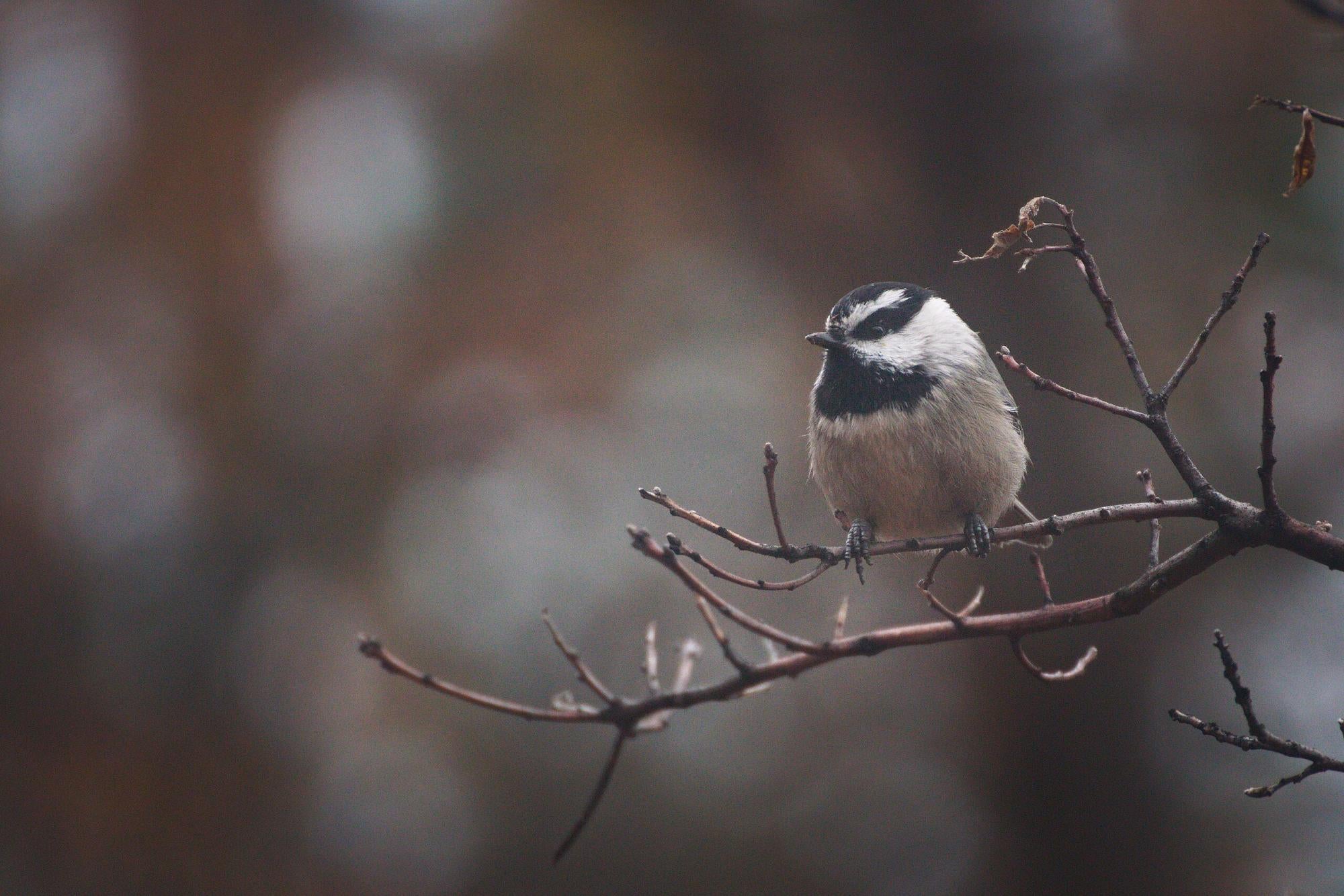 How mountain chickadees changed their songs to stand out | CU Boulder ...