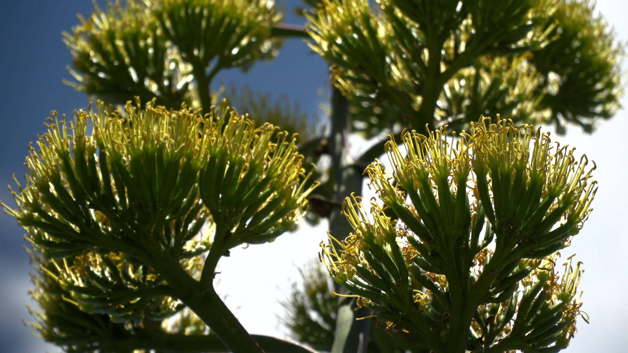 Campus agave plants showcase once-in-a-lifetime blooms | CU Boulder ...