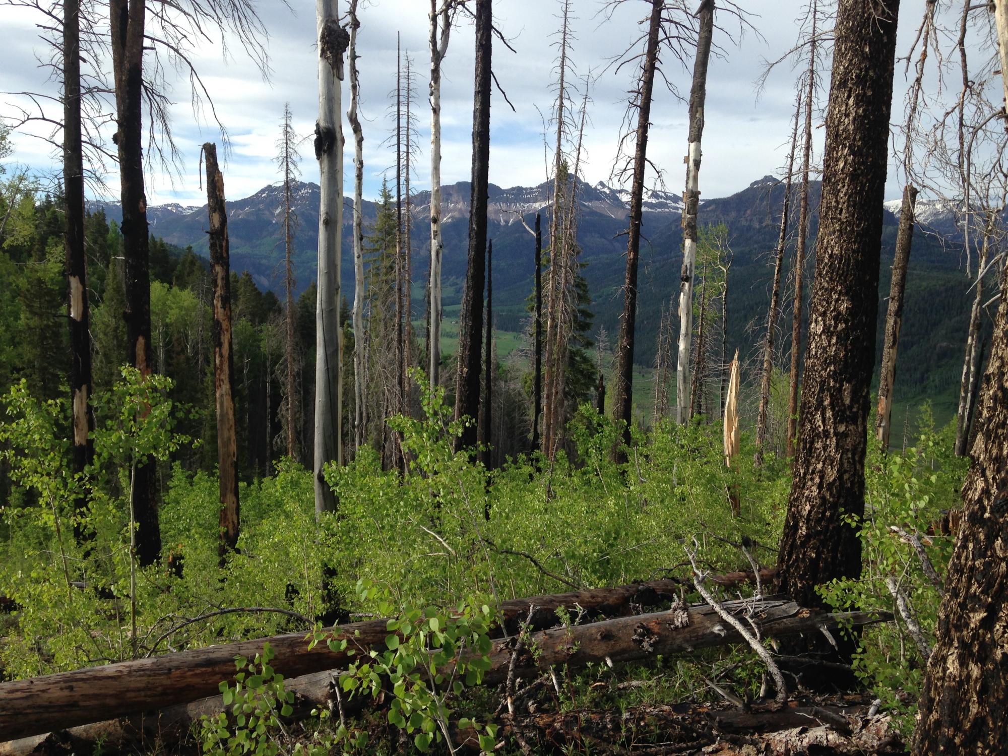 Combined bark beetle outbreaks and wildfire spell uncertain future for ...