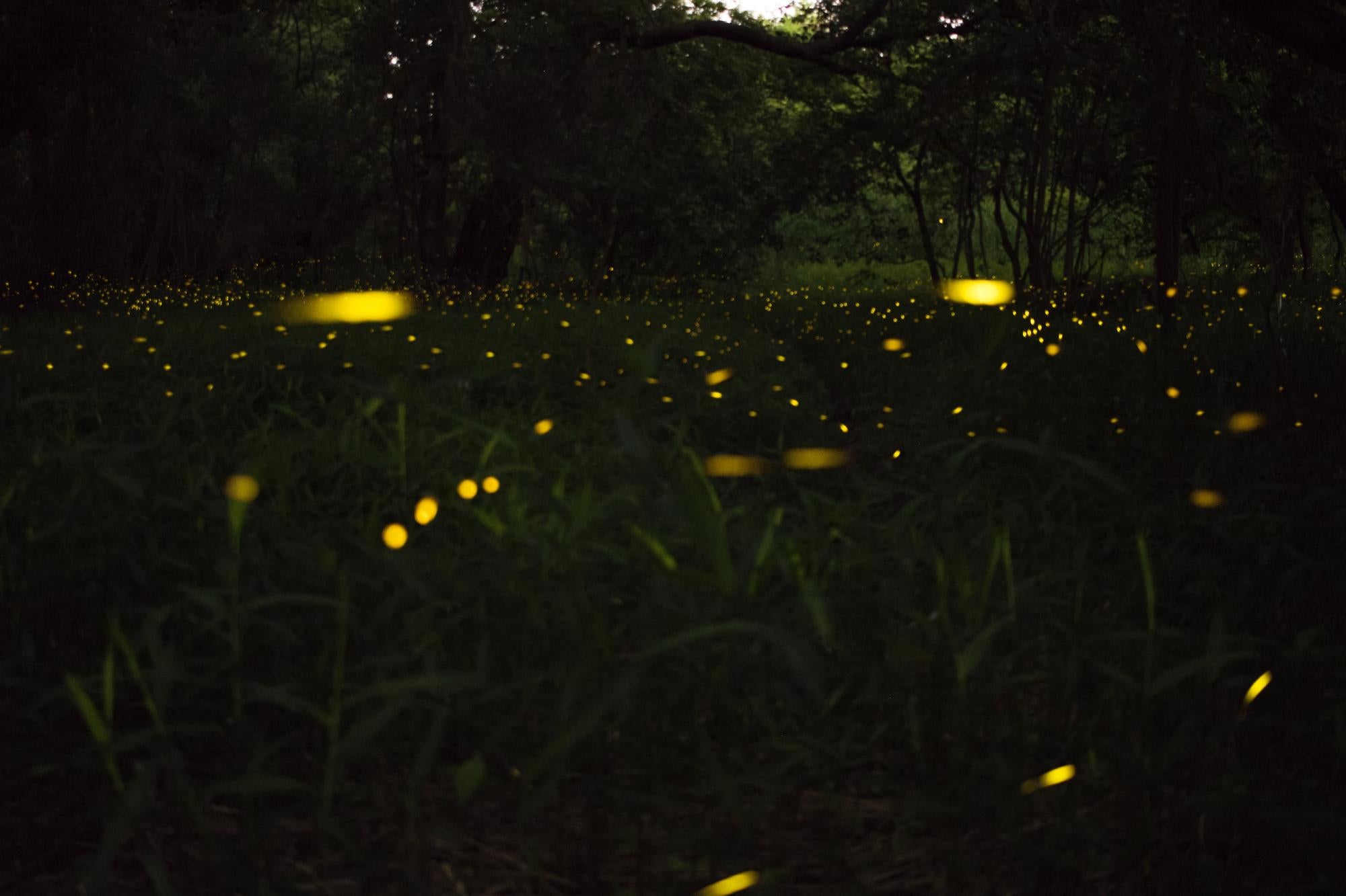Fireflies’ blinking lights embody in nature what mathematics predicted ...