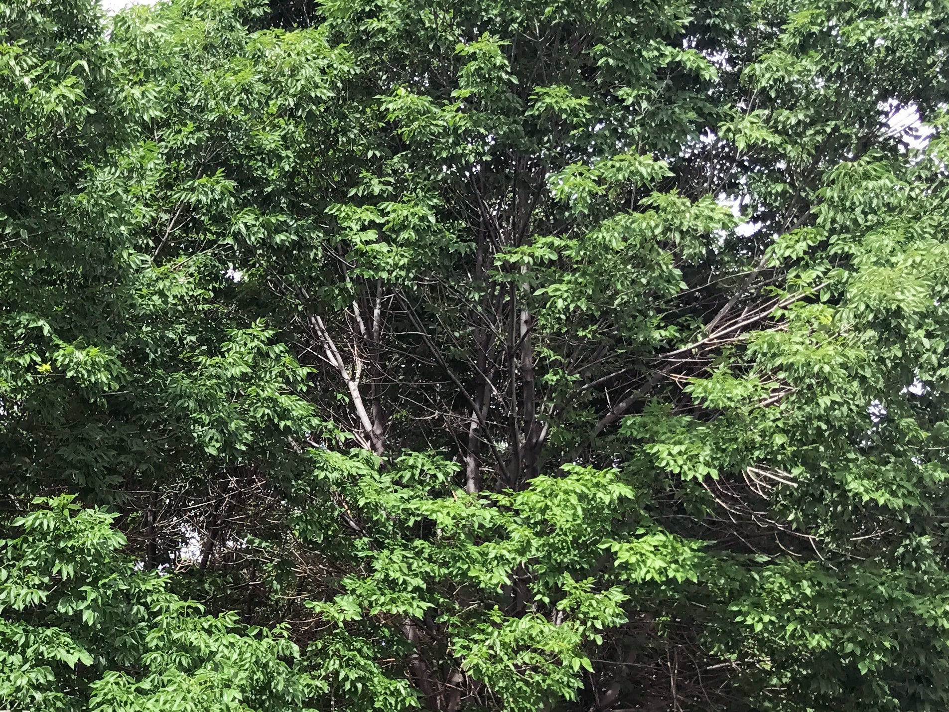 11 infested ash trees to be removed from East Campus | CU Boulder Today ...
