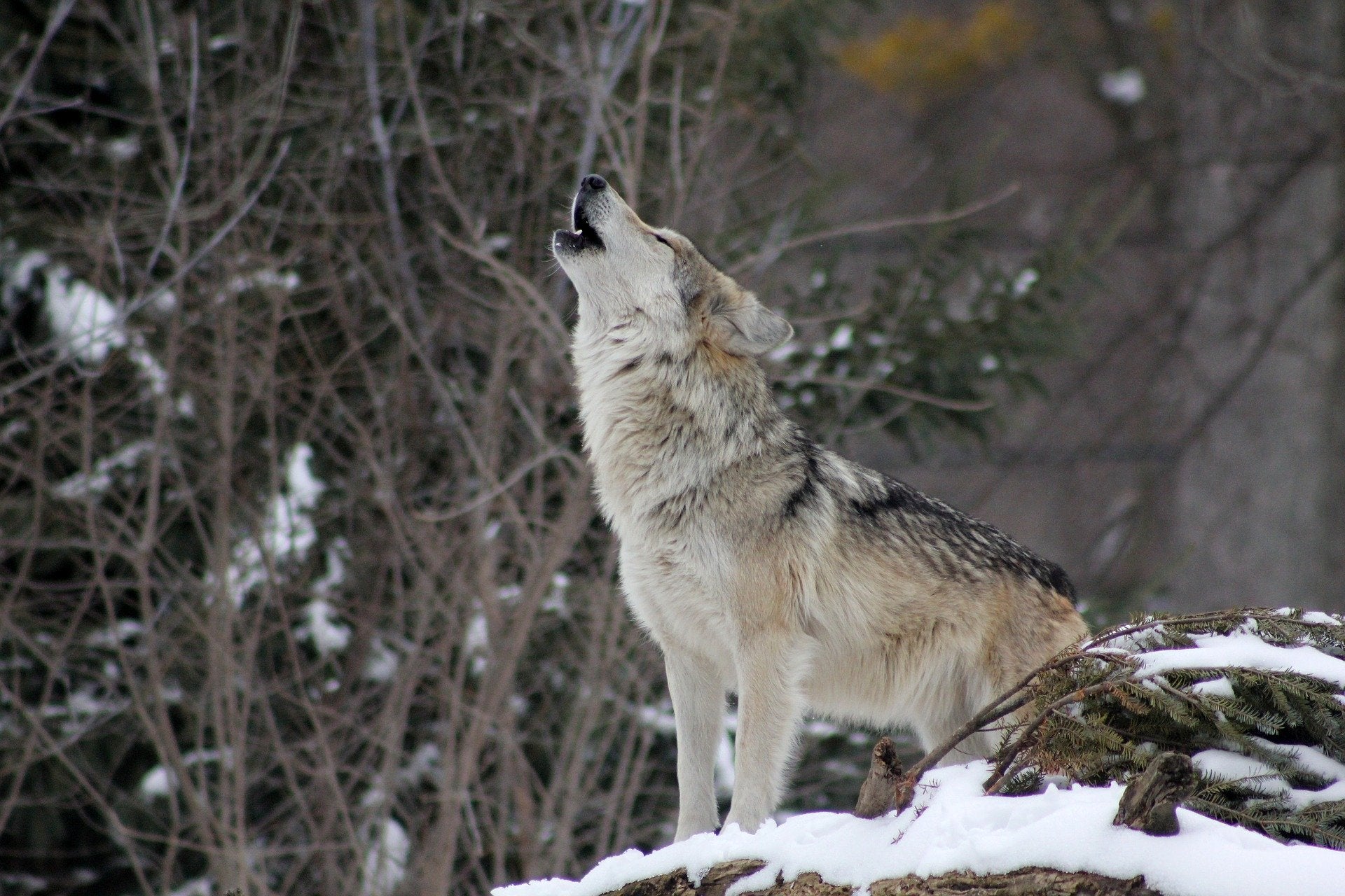 Why are we acting like wolves at night? | CU Boulder Today | University ...