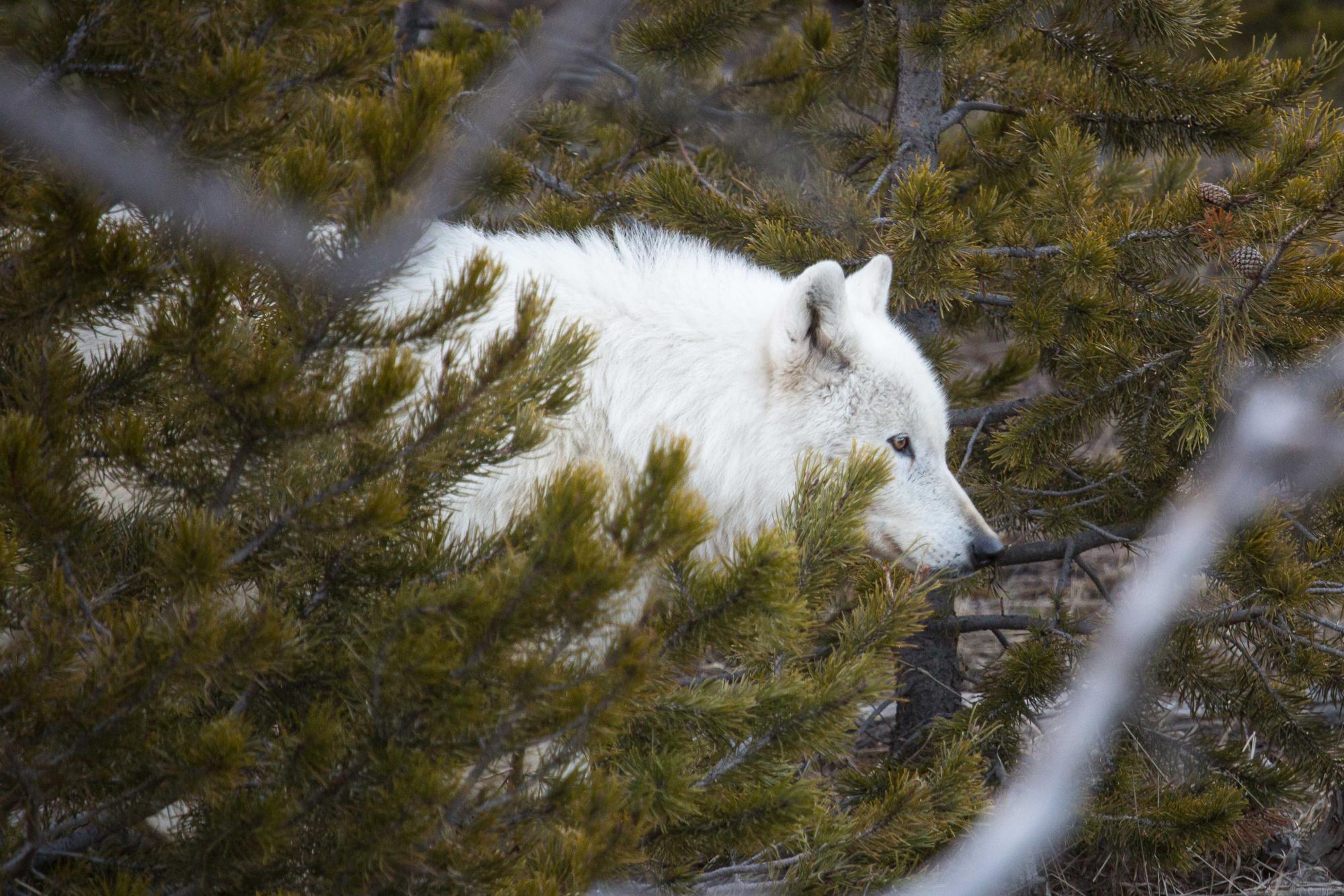 Will bringing wolves back change Colorado? | CU Boulder Today ...