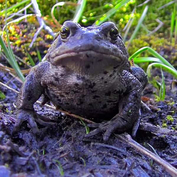 Probiotic treatment protects endangered Colorado toads from lethal ...