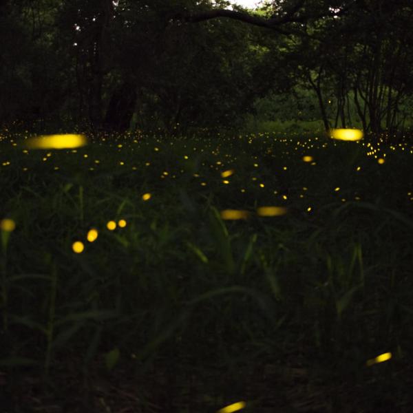 Fireflies’ blinking lights embody in nature what mathematics predicted ...