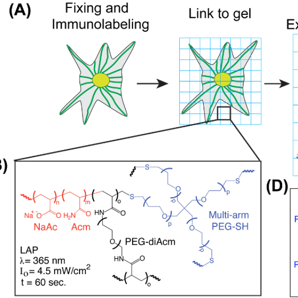 Swellable Photopolymerized Hydrogels for Expansion Microscopy | Venture ...